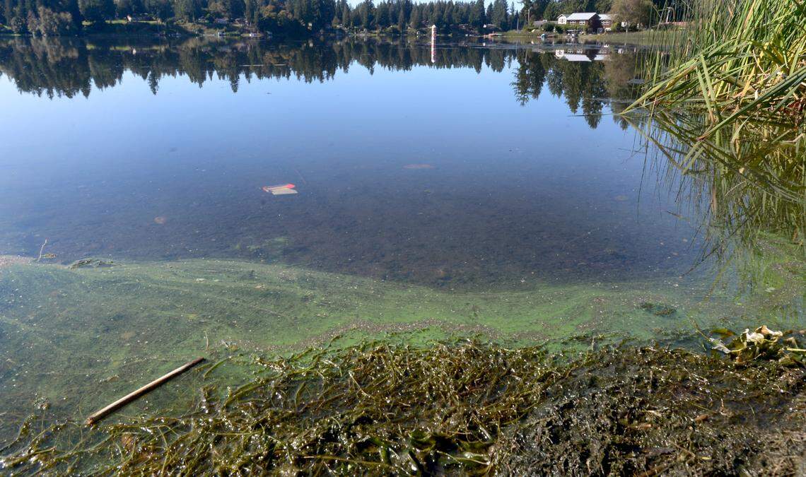 Toxic algae blooms at Pattison Lake, Thurston County warns. Here's what ...