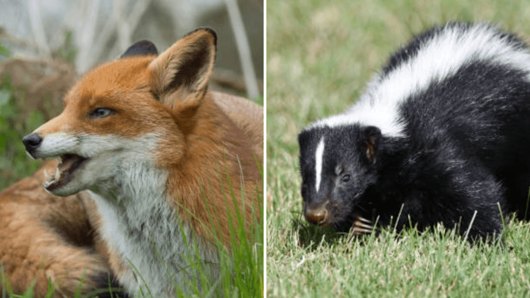 Fox and skunk rabies cases rise in Bexar and Kerr Counties, authorities ...