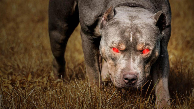Worst Things To Do in a Dog Attack