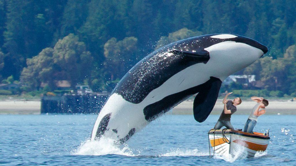 How to Survive a Killer Whale