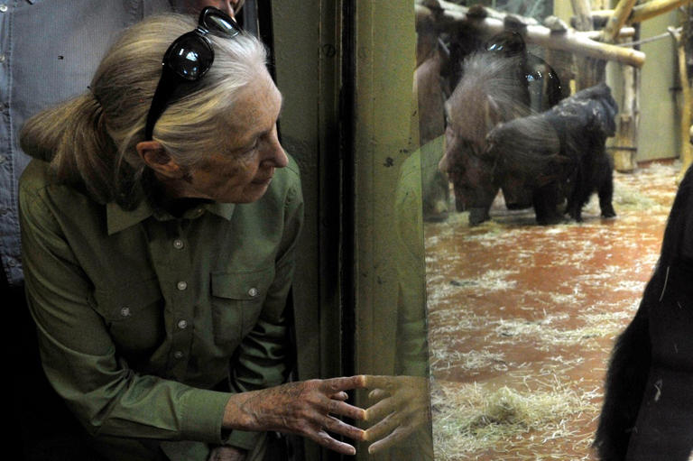 What to know about the life and legacy of chimpanzee researcher and ...