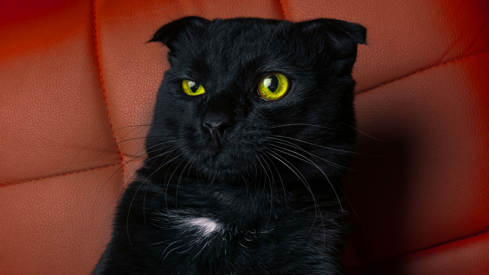 11 Subtle Signs Your Cat Might Be Running The Household