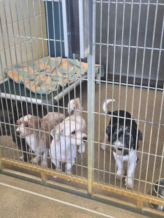 Virginia Beach SPCA rehabilitates six dogs rescued from alleged neglect