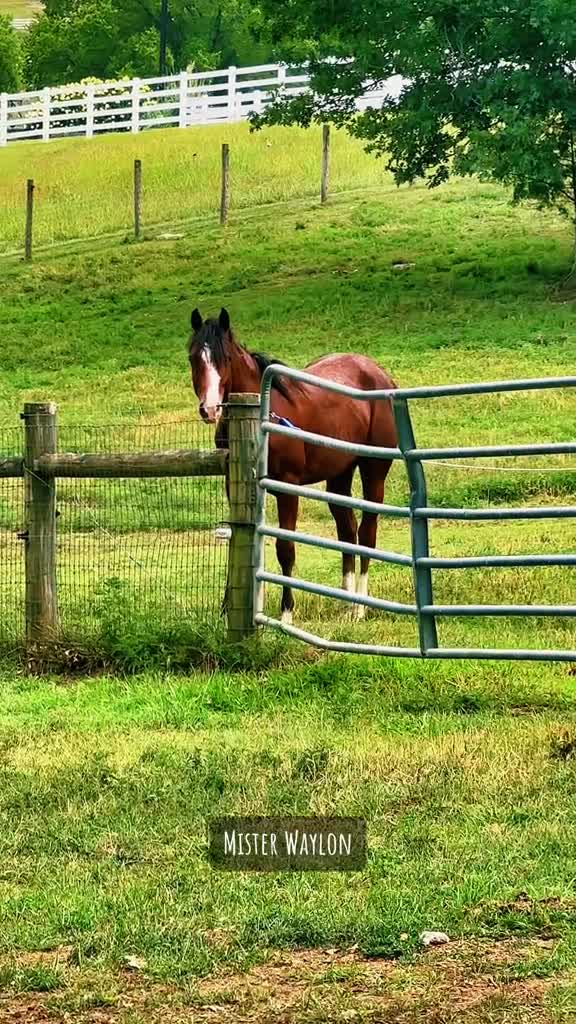 Watch My Horses Go From Ignoring Me to Jealous for Attention!