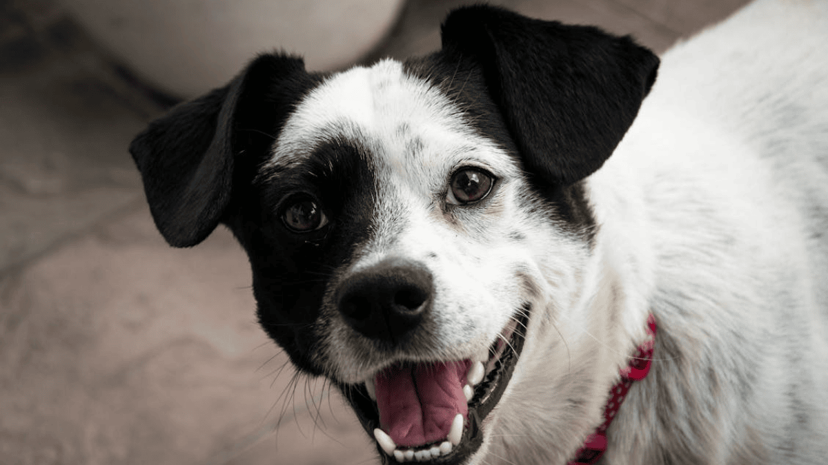 13 señales de que tu perro te considera su todo