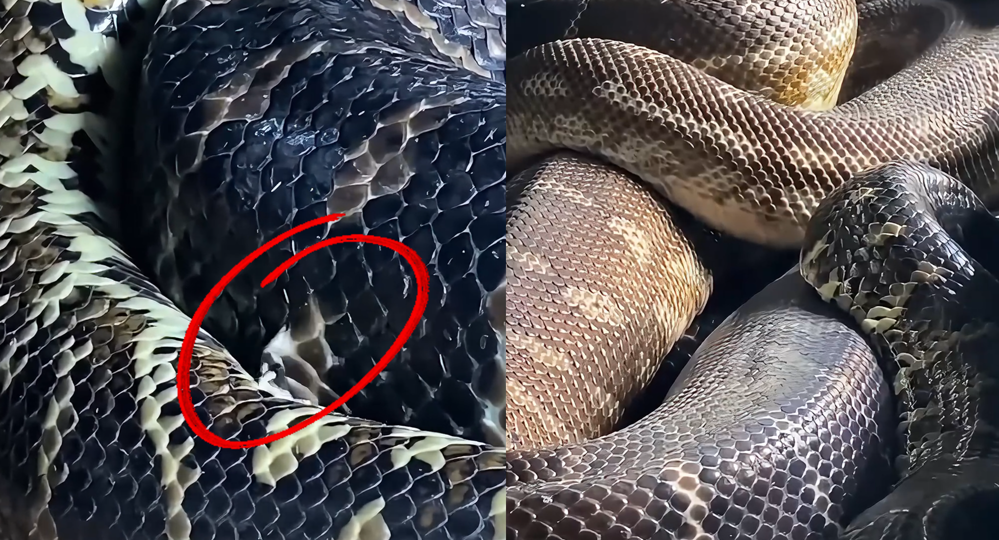 What Does it look like when snakes are breeding?