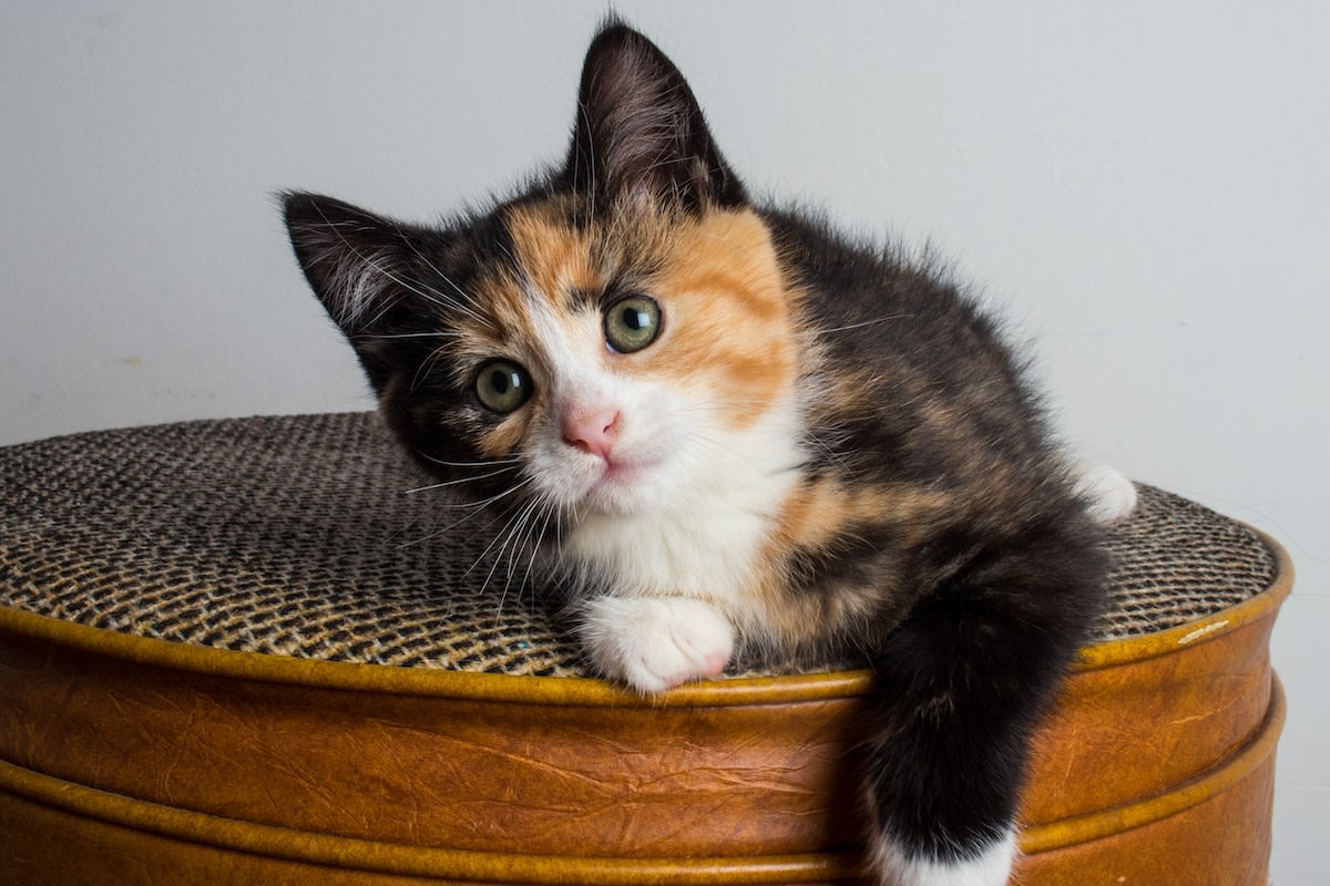 Calico Kitten Treats Washing Machine Like It's a Tropical Vacation ...
