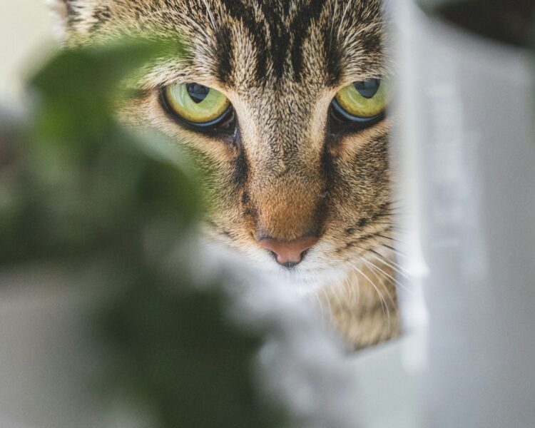 15 Signs Your Cat Doesn't Feel Safe in Your Home