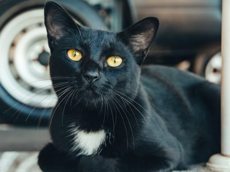15 Signs Your Cat Doesn't Feel Safe in Your Home