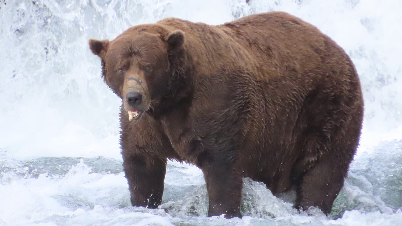 #TheMoment Chunk was crowned Fat Bear Week champion