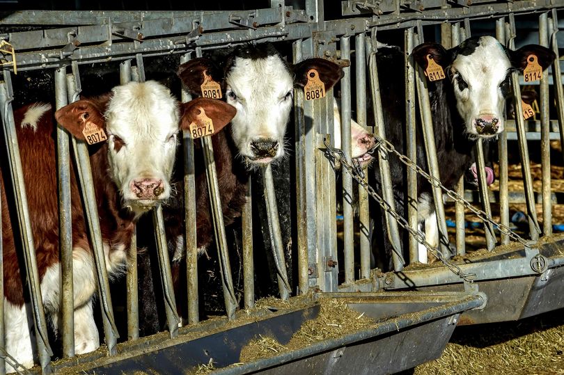 Eat 'no more than three portions of meat a week' to save planet, report ...