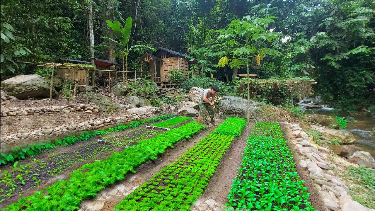 Off-grid life: Gardening, growing vegetables & cooking fresh from the land
