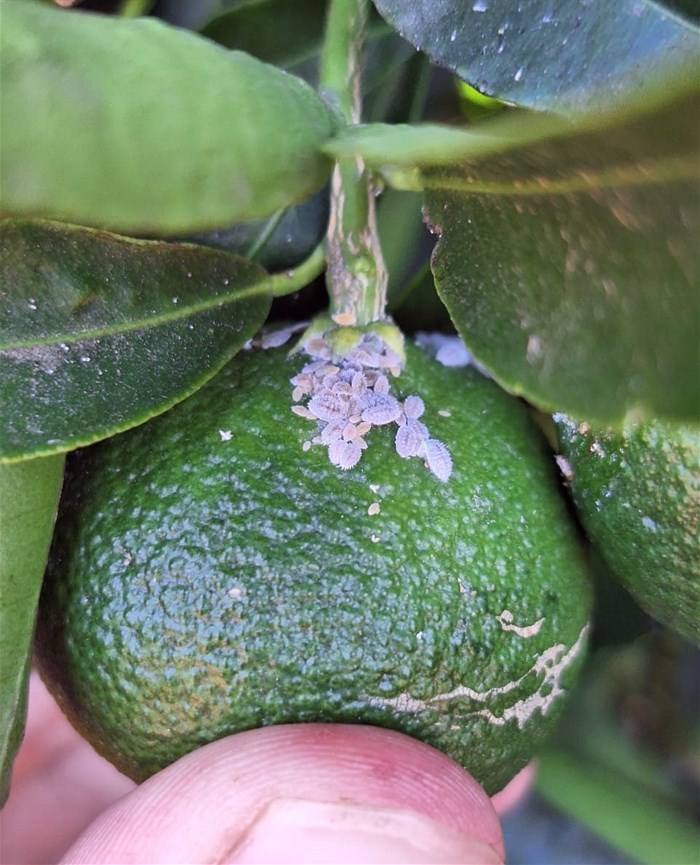 Biological crop protection becomes essential for South African growers