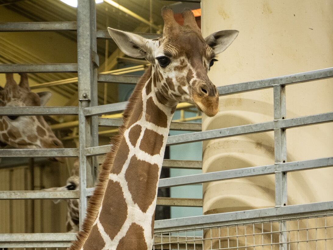 Omaha’s Henry Doorly Zoo animals help eat away invasive plants
