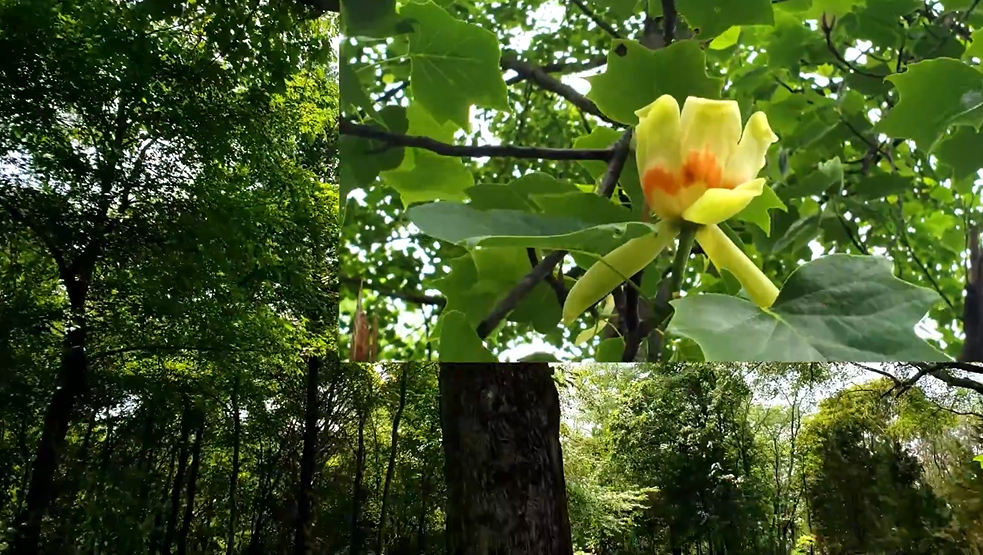 Exploring the Woods of Western Kentucky: Sandstone Bluffs and ...