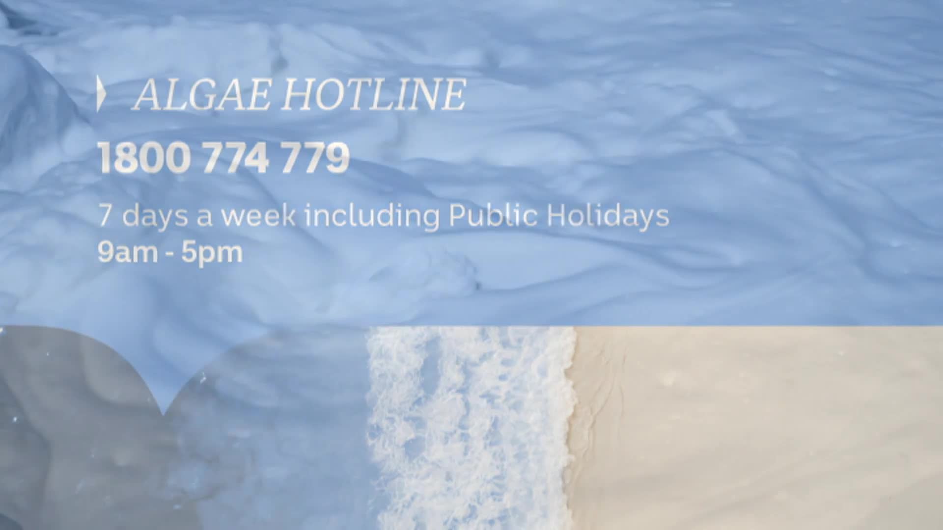 Glenelg beach blanketed with foam as Premier announces algal bloom hotline