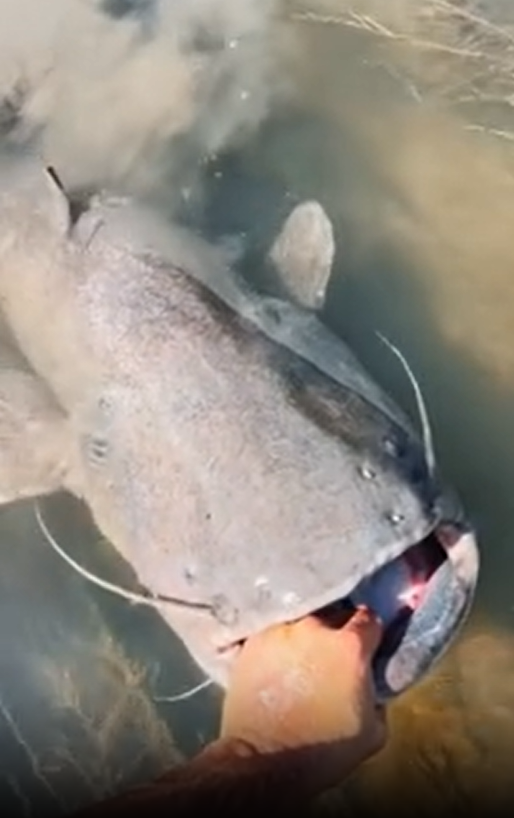 Fishing for the Ultimate Prize: The Viral Black Catfish Catch Experience