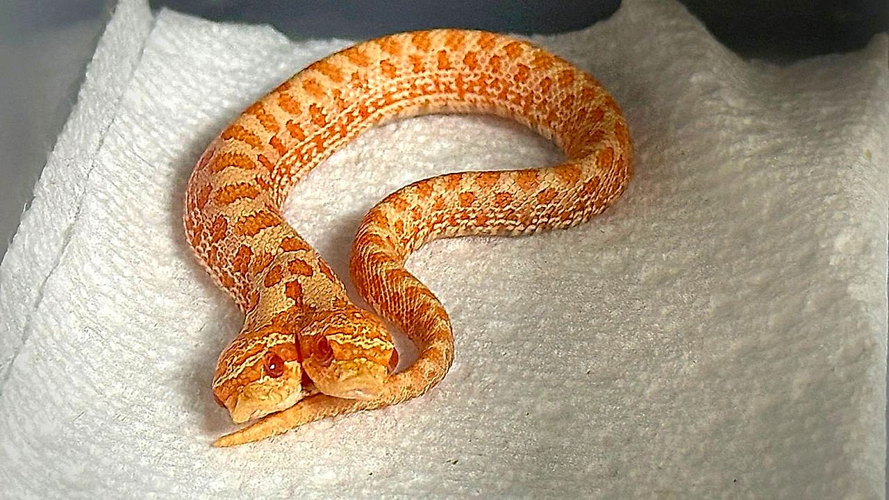 Real-life Haribo! Ultra-rare two-headed snake named after jelly sweets