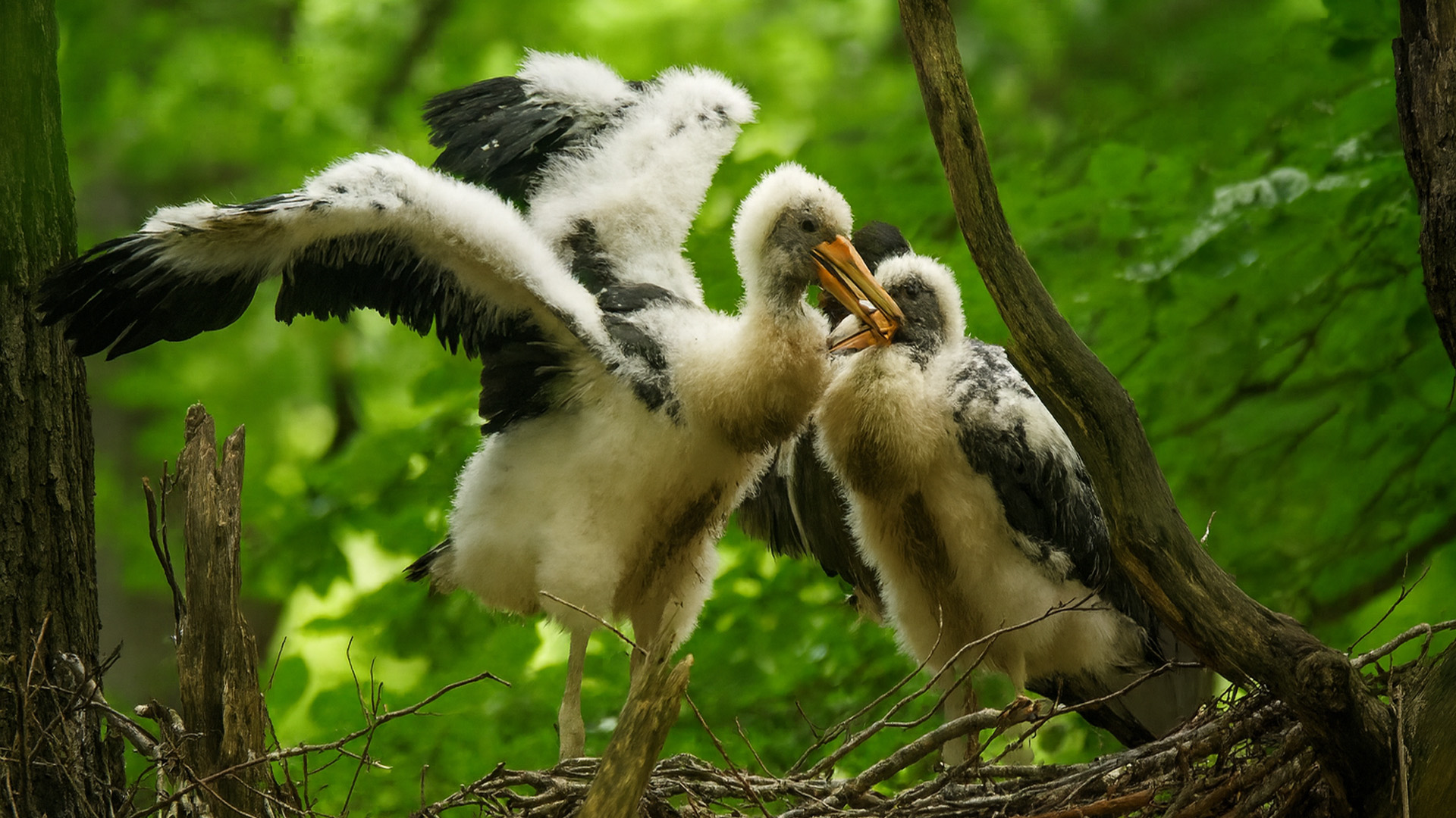 Feeding in a Nest Deep in the Forest