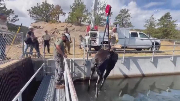 Moose trapped in canal rescued with crane