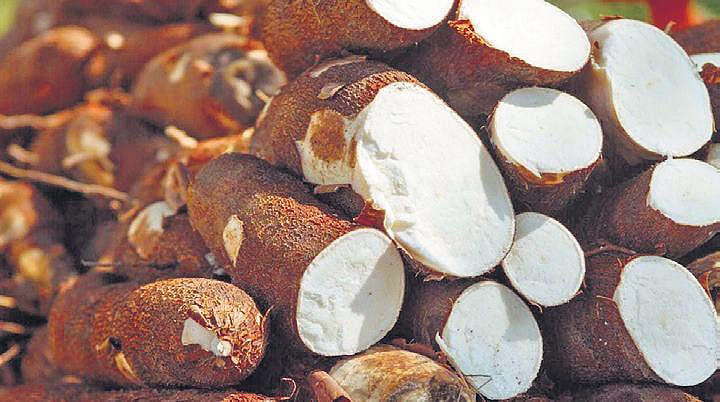 'Take steps to improve tapioca prices ahead of harvest season ...