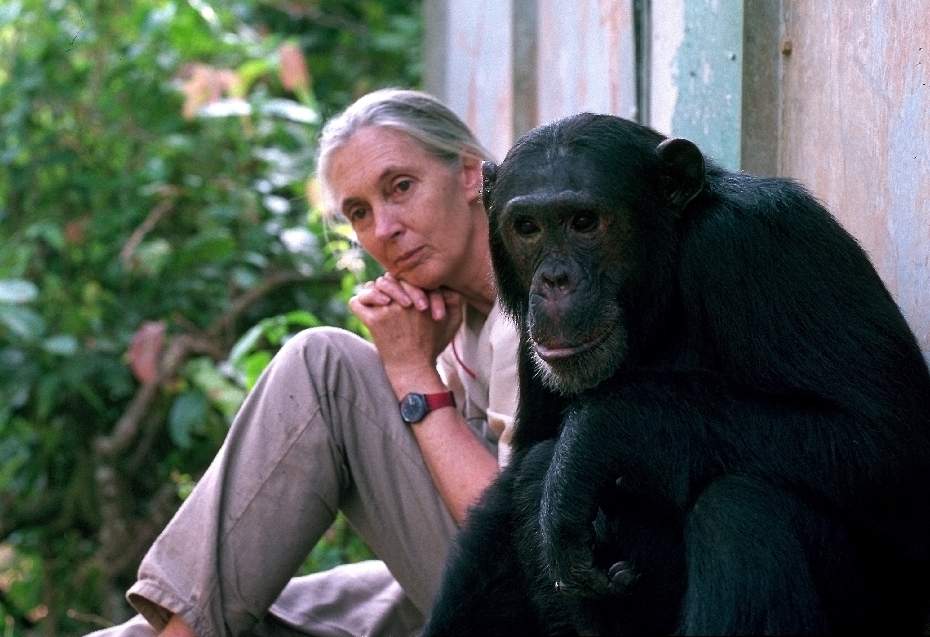 How Jane Goodall shaped generations of science and conservation in Africa