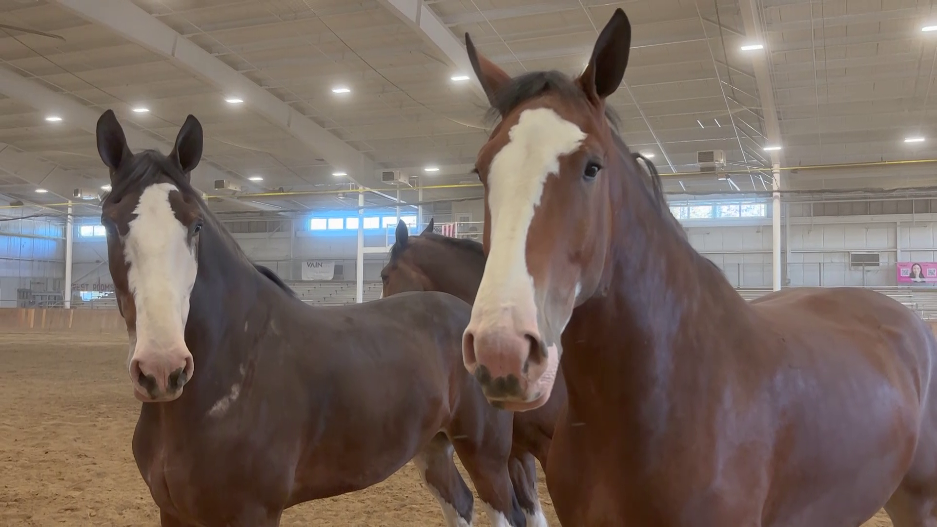 Topsfield Fair kicks off with pumpkins, flowers and Clydesdales
