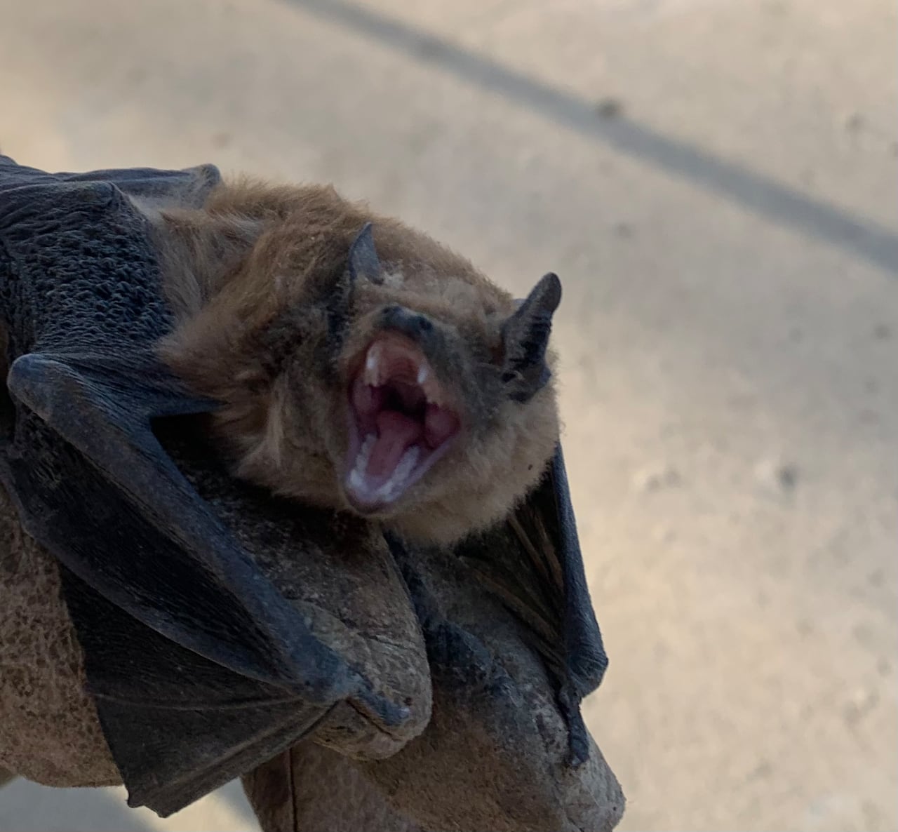 City of Martensville, Sask., advises residents to be wary of bats after ...