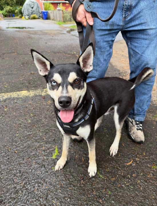 Oregon City dog rescued after squirrel chase goes awry