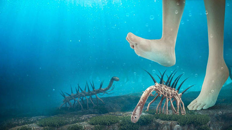 What If You Lived in the Paleozoic Era?