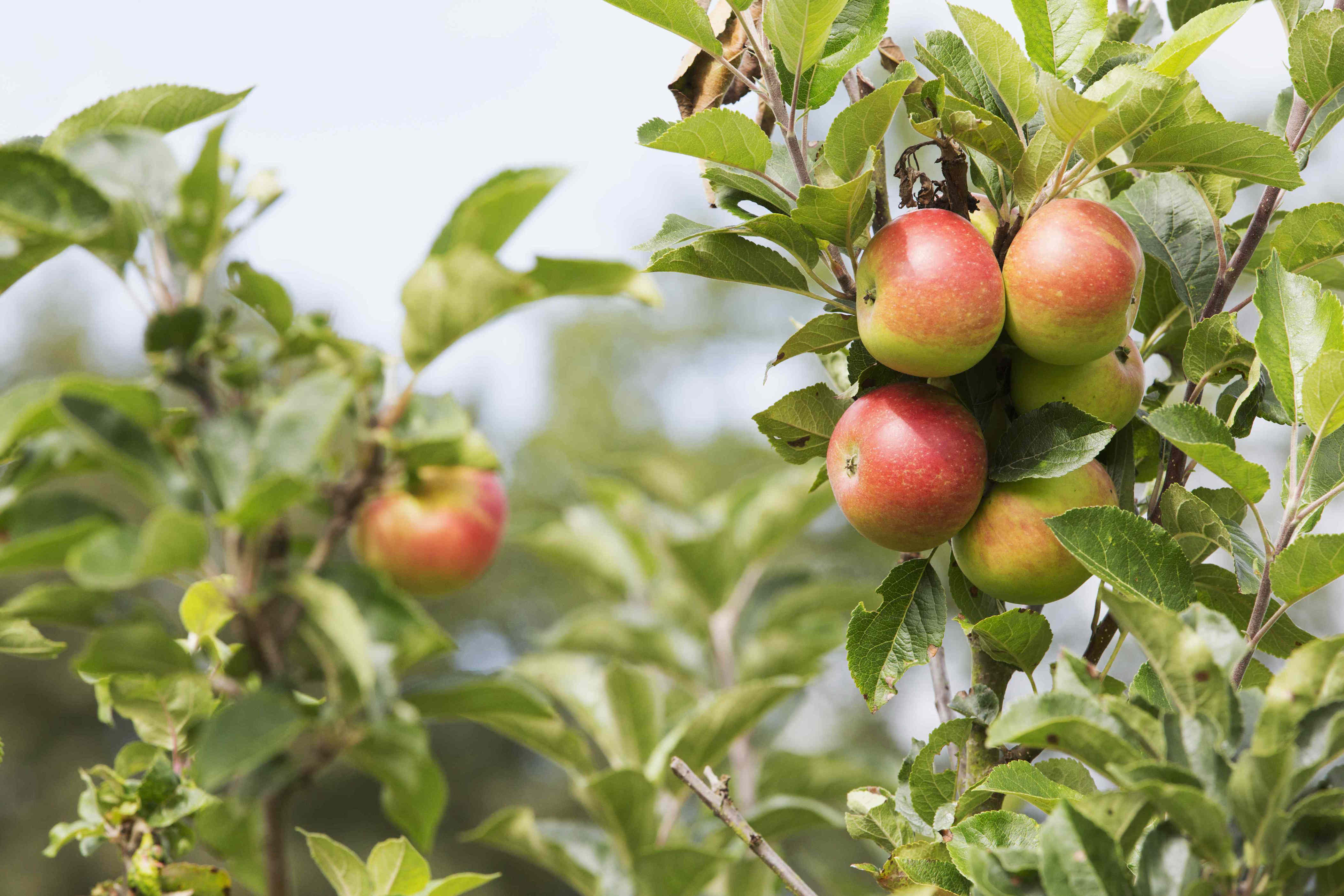 The Best Time to Plant Apple Trees for Maximum Growth and Fruit Production