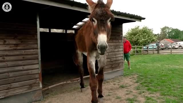 Record-breaking donkey stands at an enormous 167cm tall