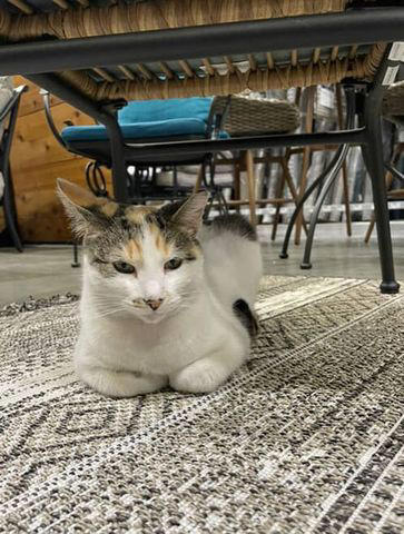 Francine the Cat Living at Lowe's Store Has Gone Missing. Volunteers ...