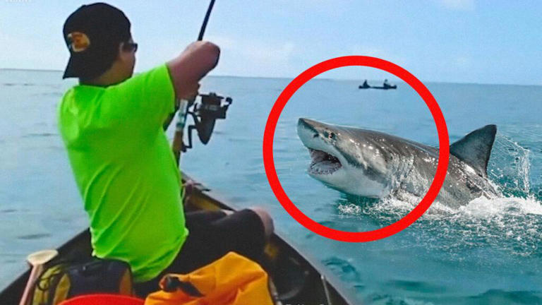 The 5 Scariest Shark Encounters That Will Give You Chills