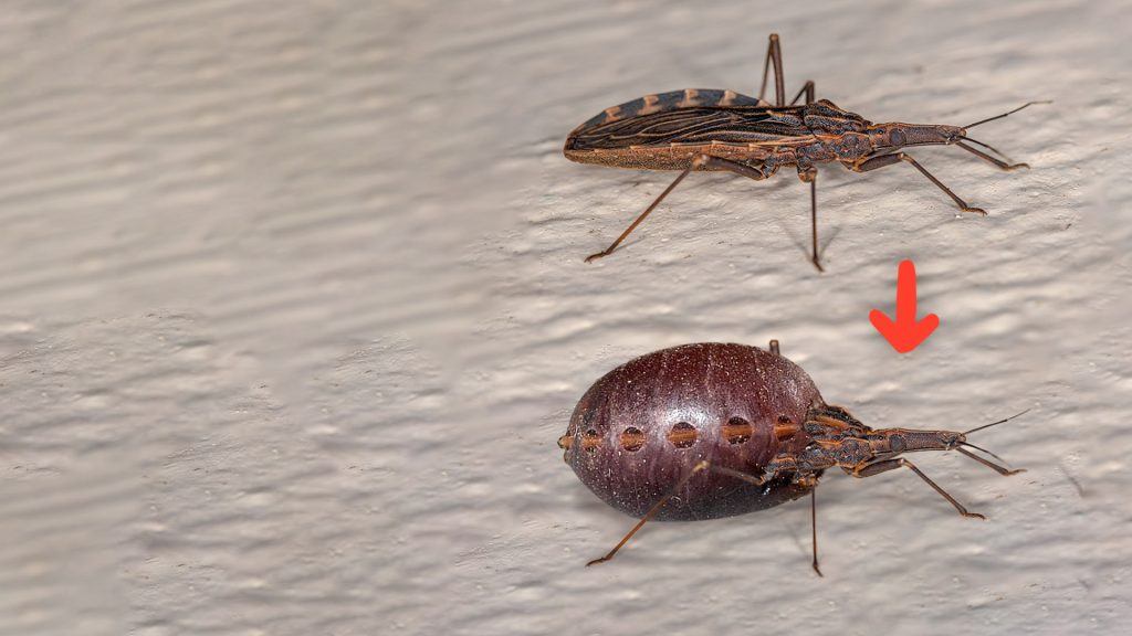 How to Survive a Kissing Bug Infestation