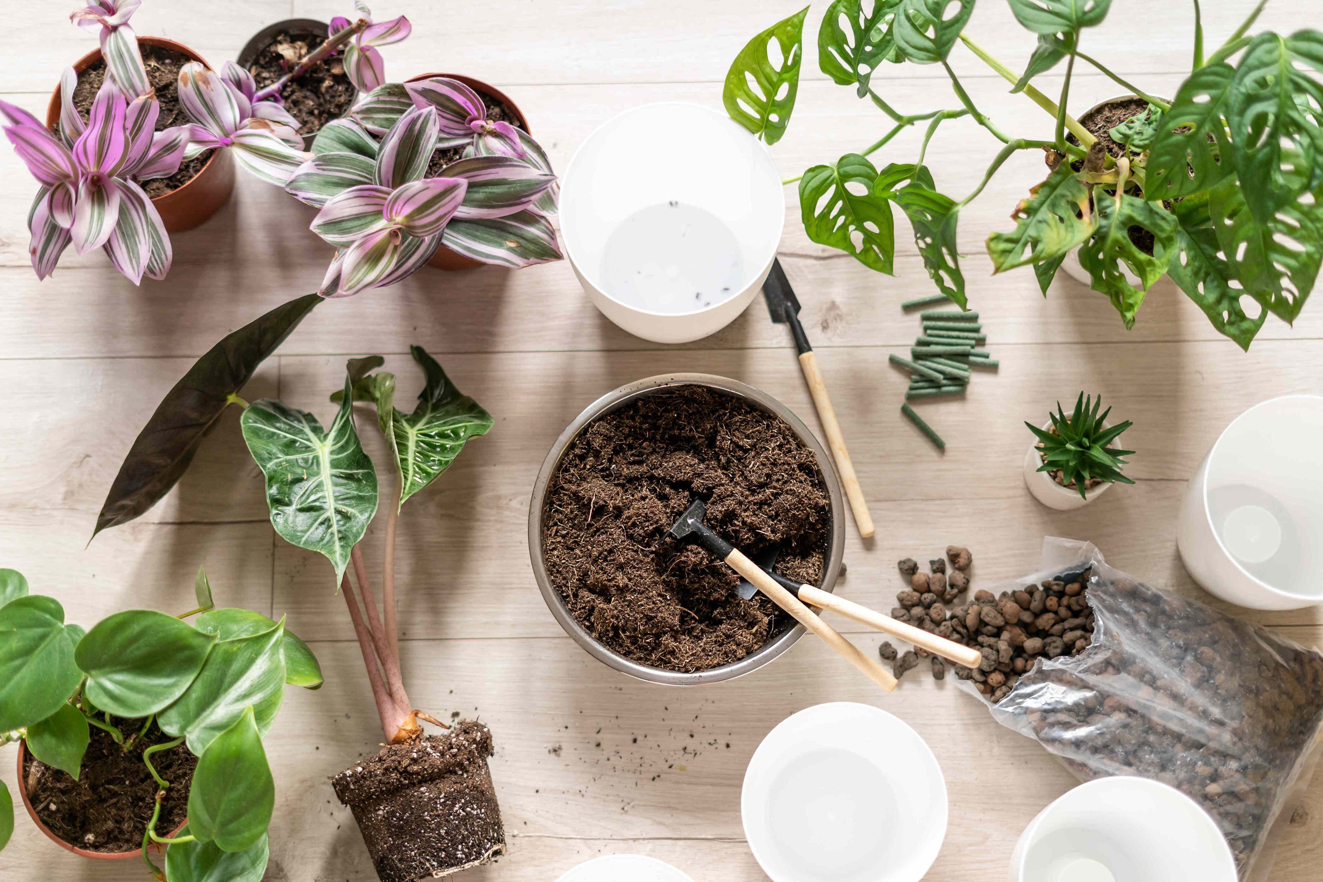 The best (and worst) time of year to repot your houseplants