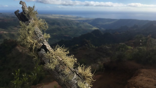 Researchers rediscover legendary 'voice of the forest' creatures after ...