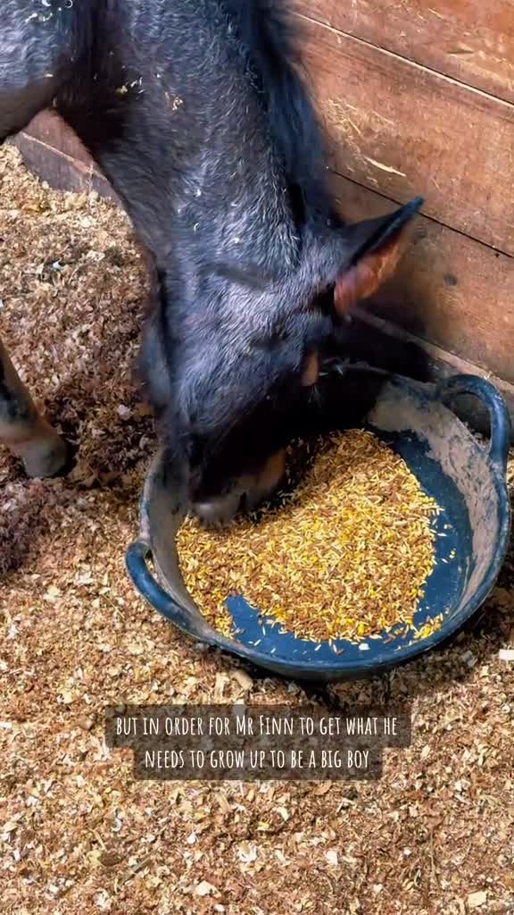 Why We Have to Protect This Baby Horse's Food From Mom