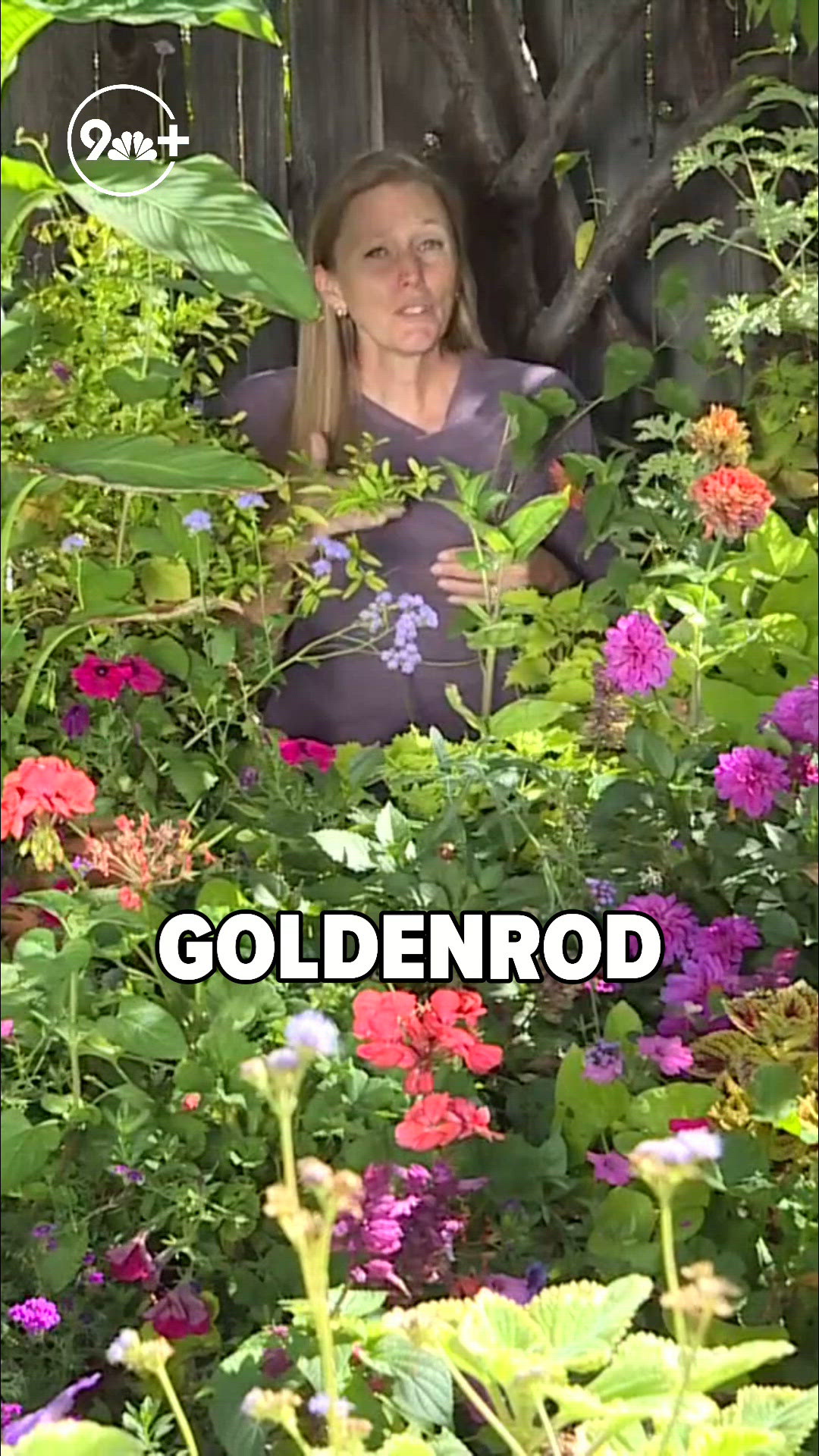 Debunking hay fever myths about Goldenrods and other fall flowers