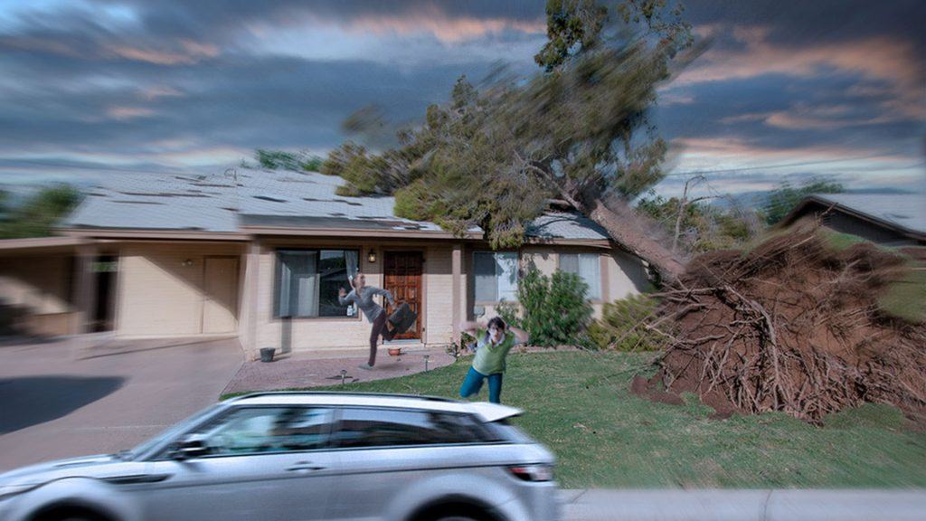 How to Survive a Tree Falling on Your House