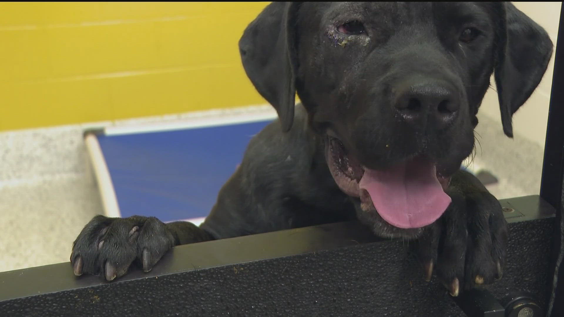 More than 200 dogs dropped off at Fulton County animal shelter, 24 need ...