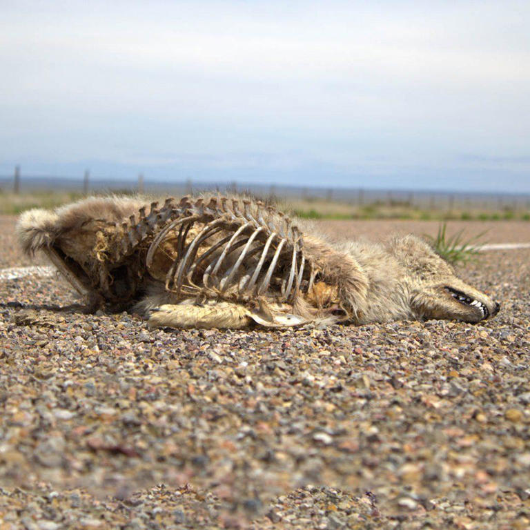 What If You Ate Roadkill?