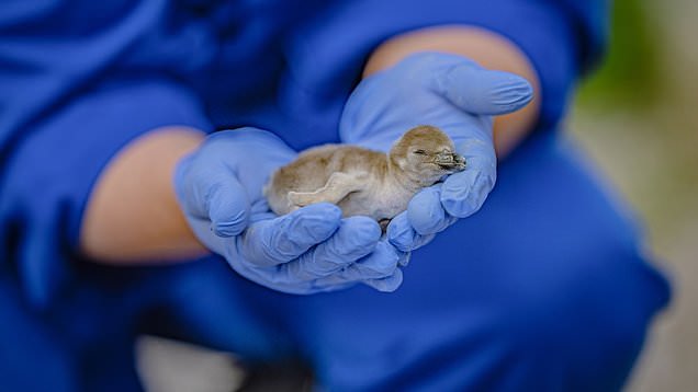 Unresponsive baby chick brought back to life