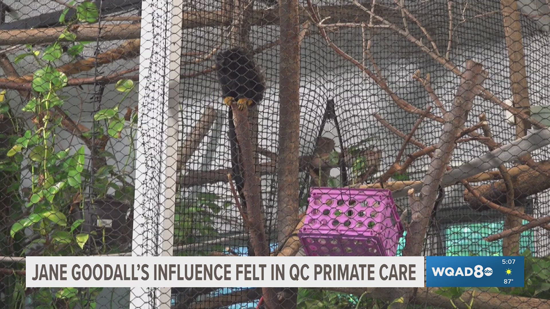 Niabi Zoo primate keeper reflects on Jane Goodall’s legacy