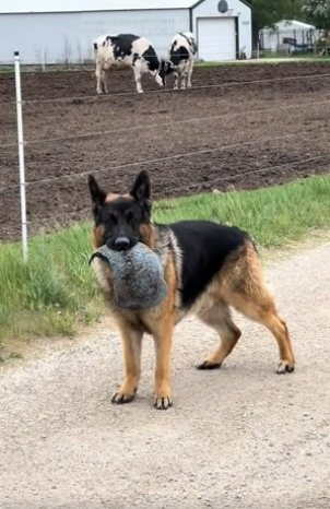Poor Jo's Uncertain Day on the Farm