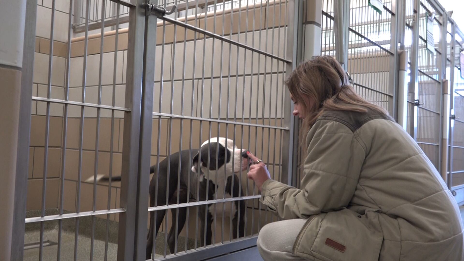 Lubbock Animal Shelter warning community about adoption scam