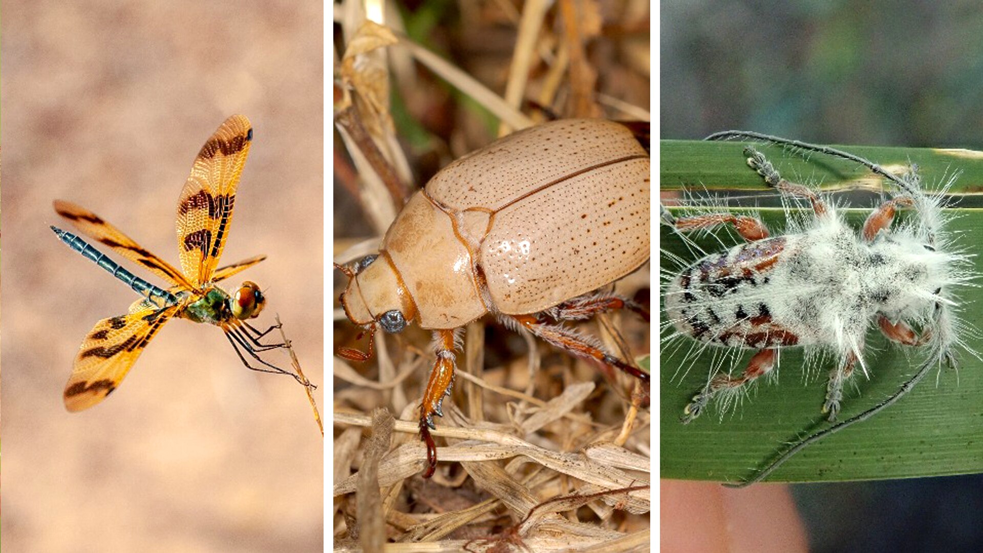 Top six bugs nominated for 2025 ABC Australian Insect of the Year