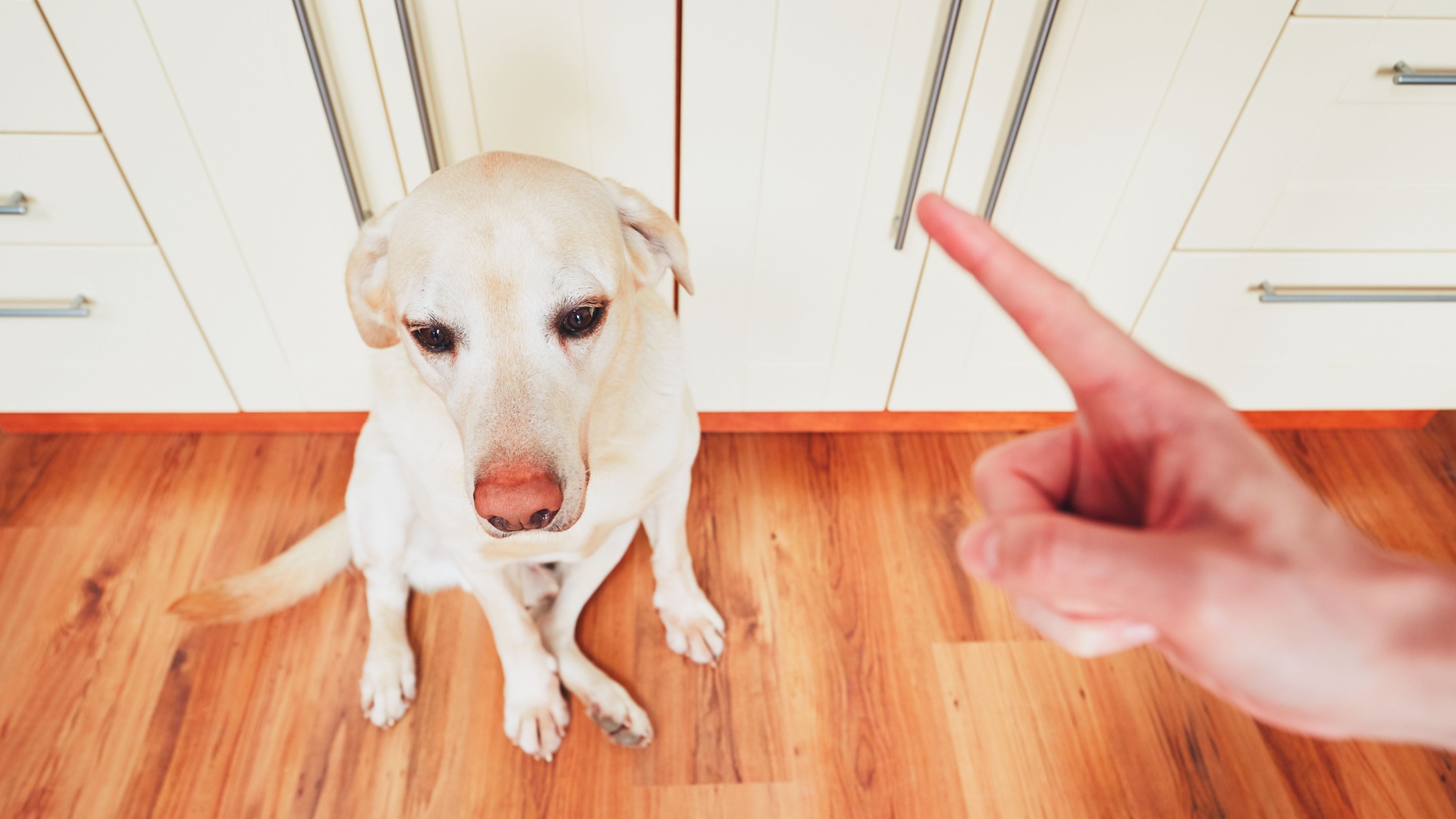 The 10 Things Your Dog Wants You To Stop Doing
