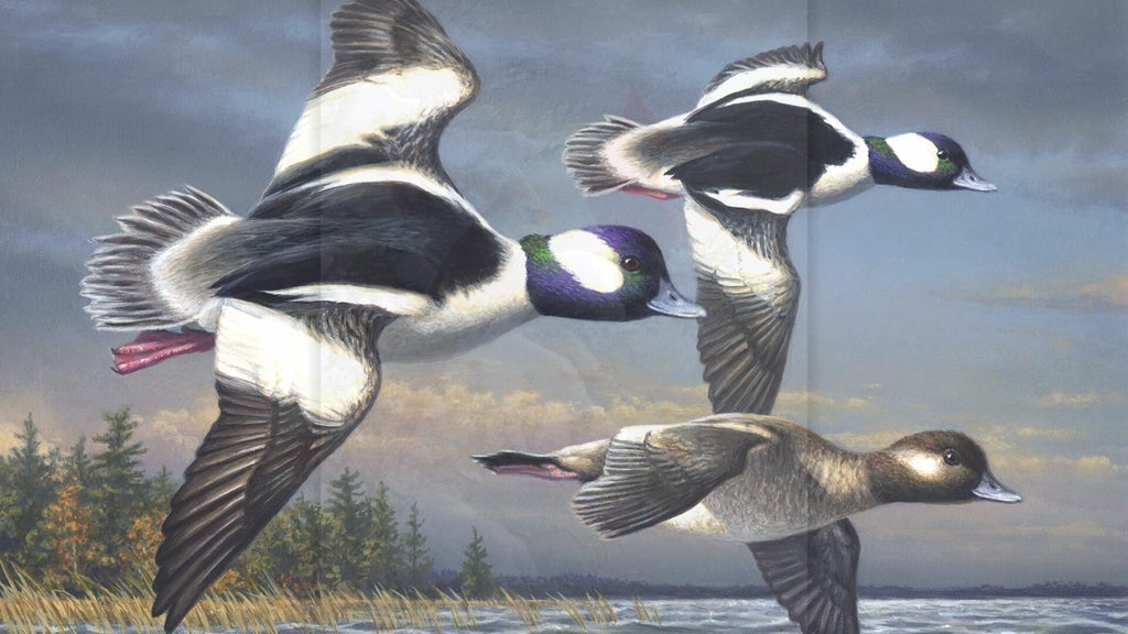 Minnesota artist Jim Hautman wins Federal Duck Stamp Contest for ...
