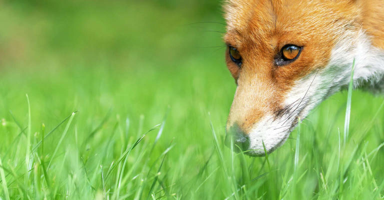 Two more foxes test positive for rabies in San Antonio area